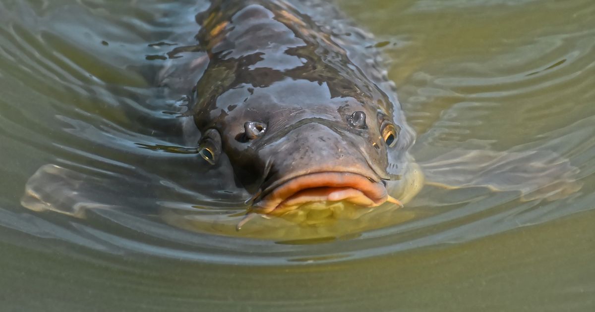 Stiluri de pescuit la crap – Pescuitul la suprafață - WOWBiz