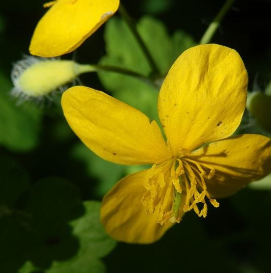 Ce este, de fapt, rostopasca și la ce se folosește - WOWBiz