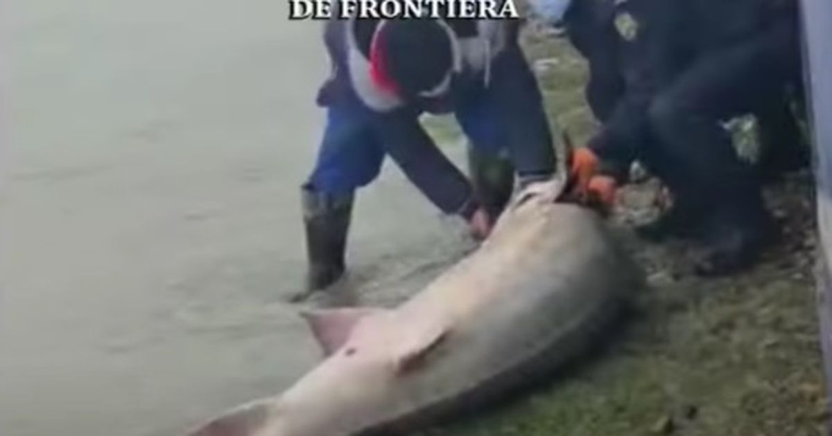 VIDEO Morun de 140 de kilograme, eliberat în Dunăre de polițiștii ...