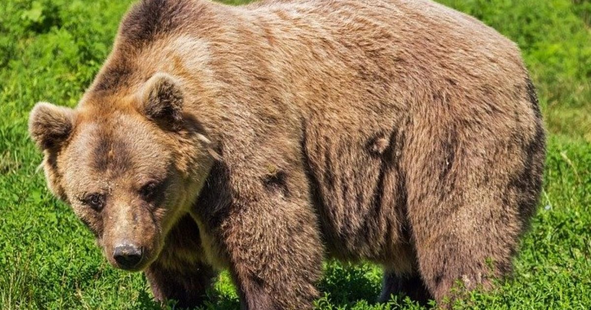 Ce scrie presa internațională despre ursul Arthur, împușcat de prinţul ...