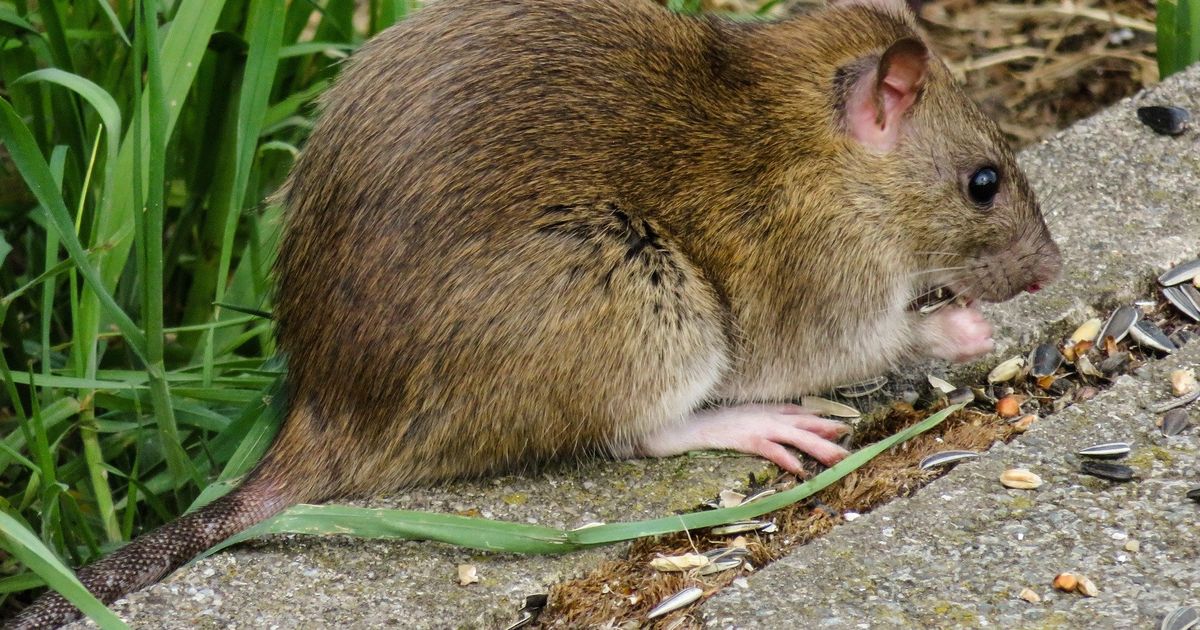 Ce trebuie să faci dacă ai fost mușcat de șobolan - WOWBiz