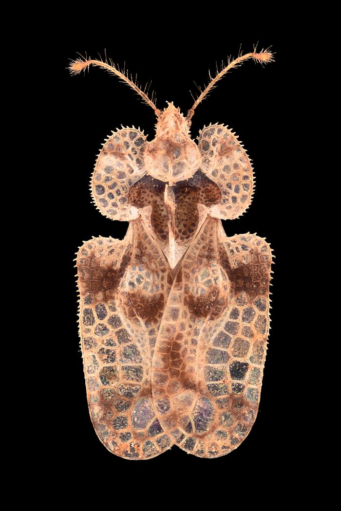 Totul despre tigrul platanului! Cum arată și ce trebuie să faci dacă ai ...