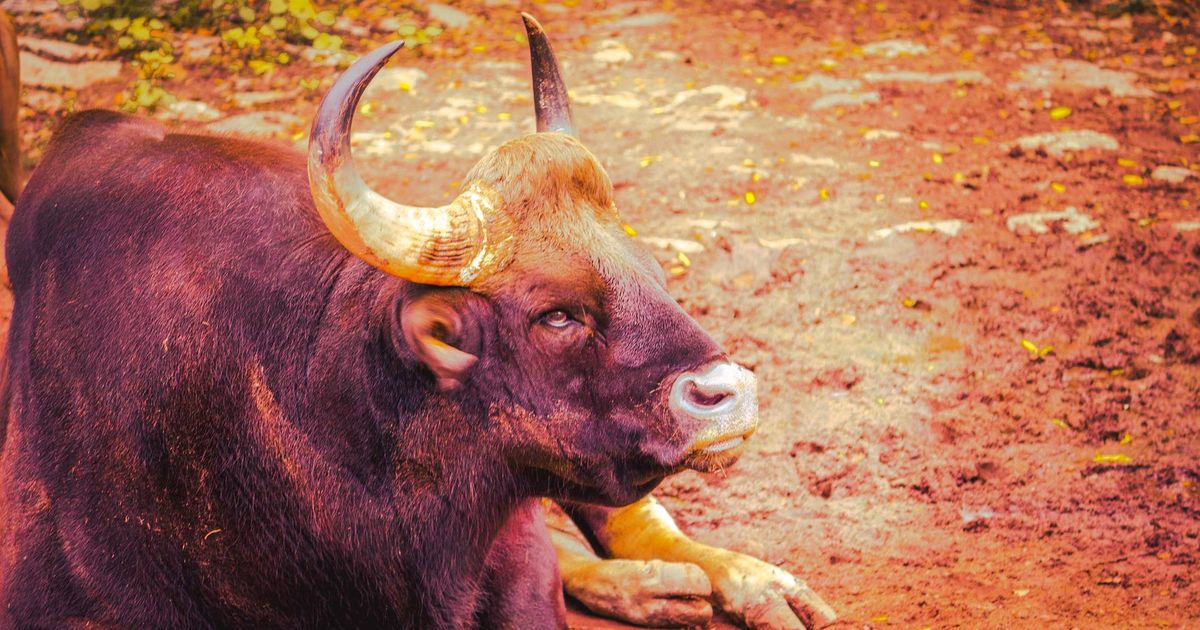 8 lucruri interesante despre nativii din zodia Taur - WOWbiz.ro