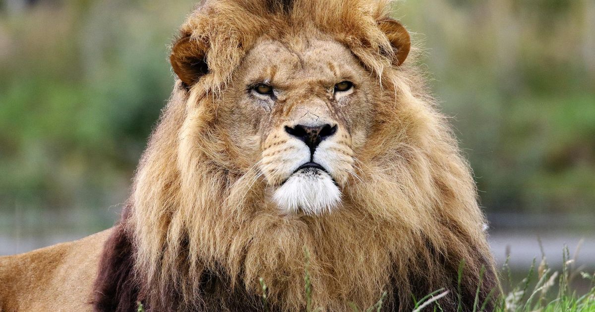 8 lucruri interesante despre nativii din zodia Leu - WOWBiz