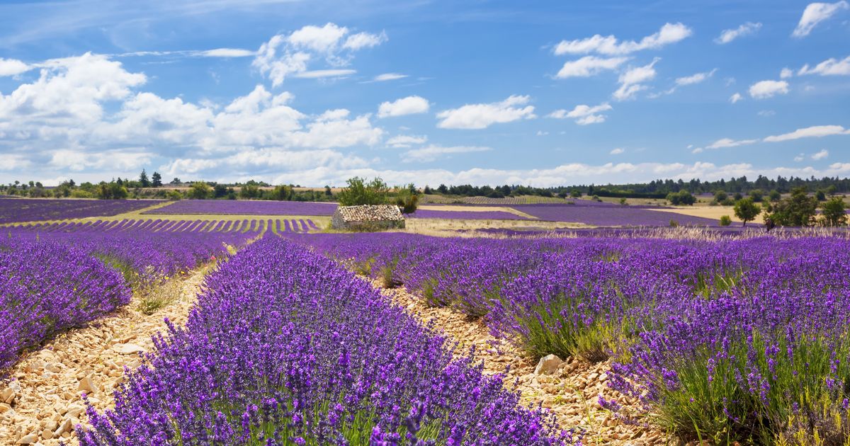 Cele mai frumoase câmpuri de lavandă din România. Aici poți face cele ...