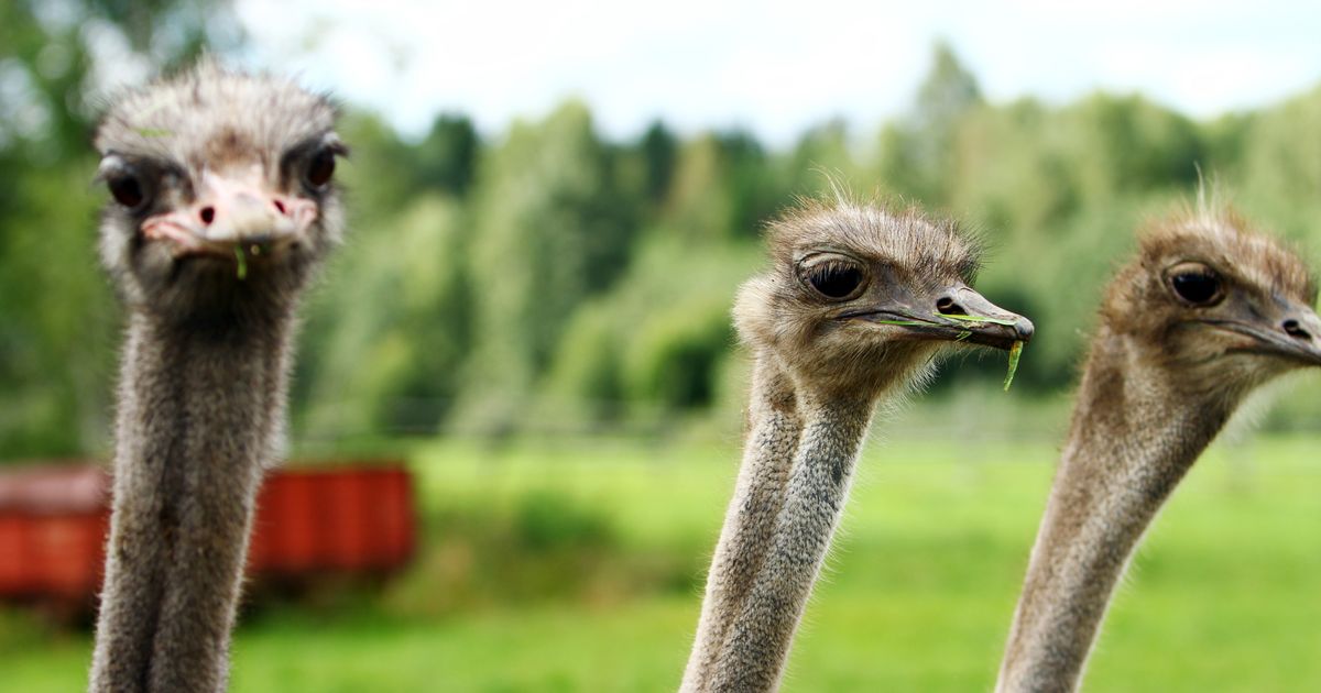Ce proprietăți are carnea de struț. Marii bucătari o consideră o ...