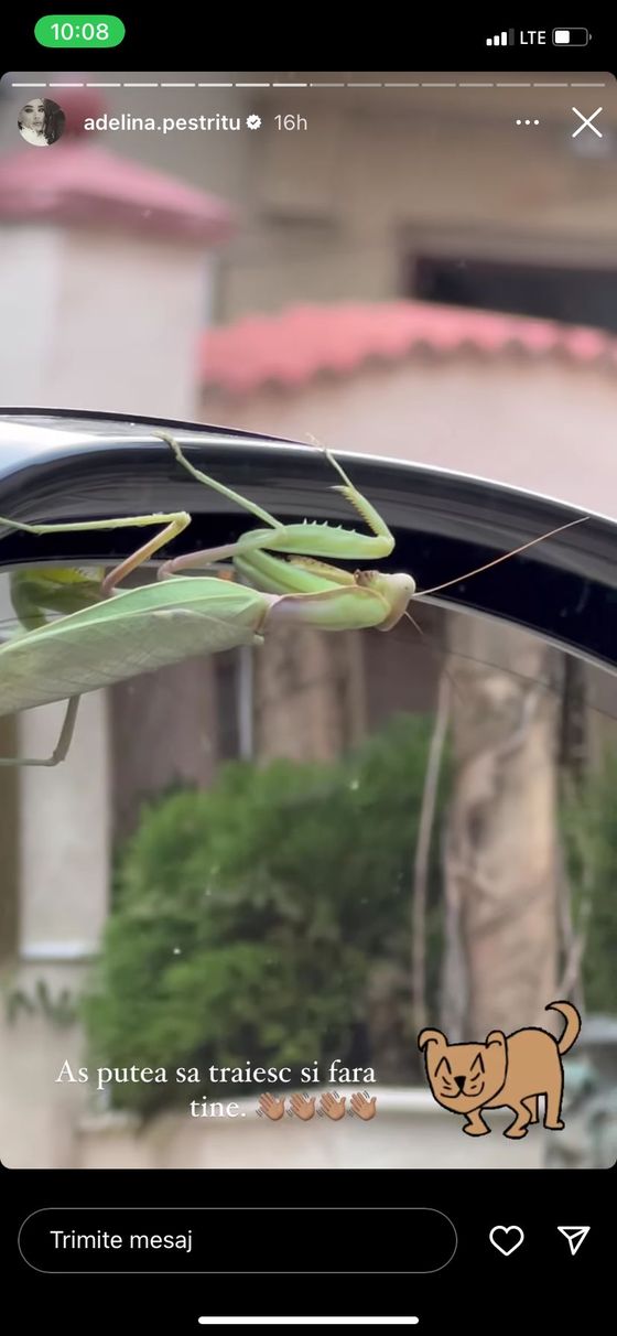 „Aș putea să trăiesc și fără tine” Adelina Pestrițu, replică ...