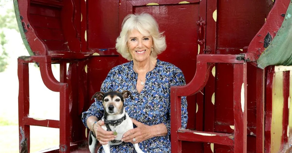 Camilla Parker Bowles biografie: vârstă, unde s-a născut, viață - WOWBiz