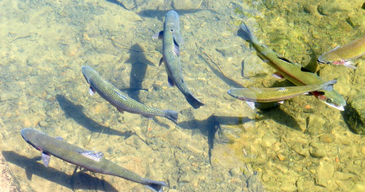 Păstrăvării din România. Trebuie să le vizitați măcar o dată - WOWBiz