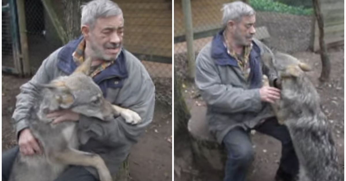 Timp de 42 de ani, un bărbat a trăit cu lupii. Bătrânul a îngrijit ...