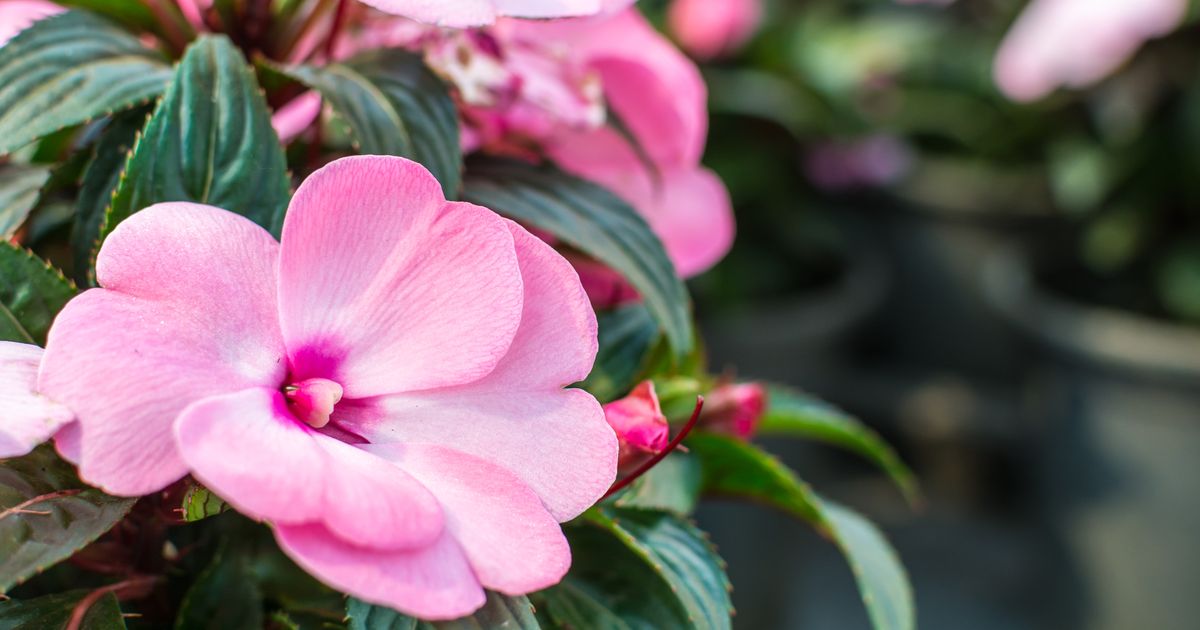 Sporul Casei, planta despre care se spune că aduce bunăstare și noroc ...