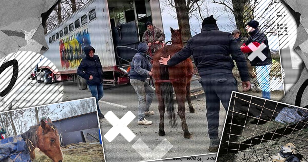 Apel disperat, după ce mai multe animale au fost salvate de la moarte, în Ilfov! Ce urmează să ...