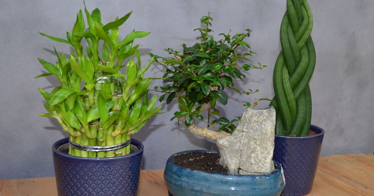 3 reguli feng shui pentru amenajarea locuinței - WOWBiz