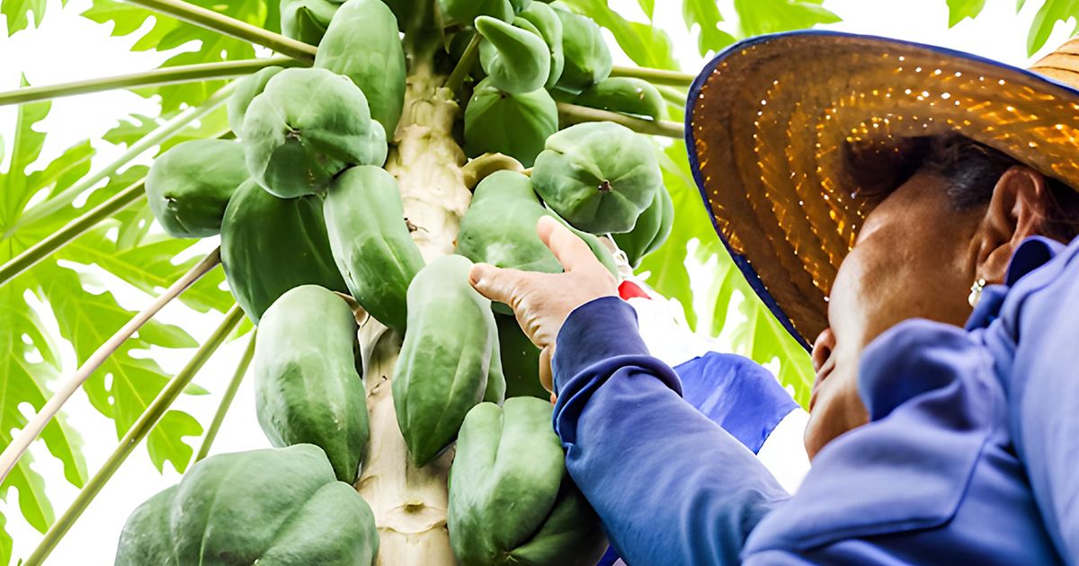 De ce folosim papaya direct din copac! - WOWBiz