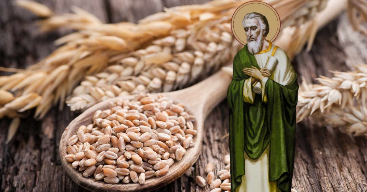 Când se pune grâu la încolțit de Sfântul Andrei 2023. Vezi care este ...