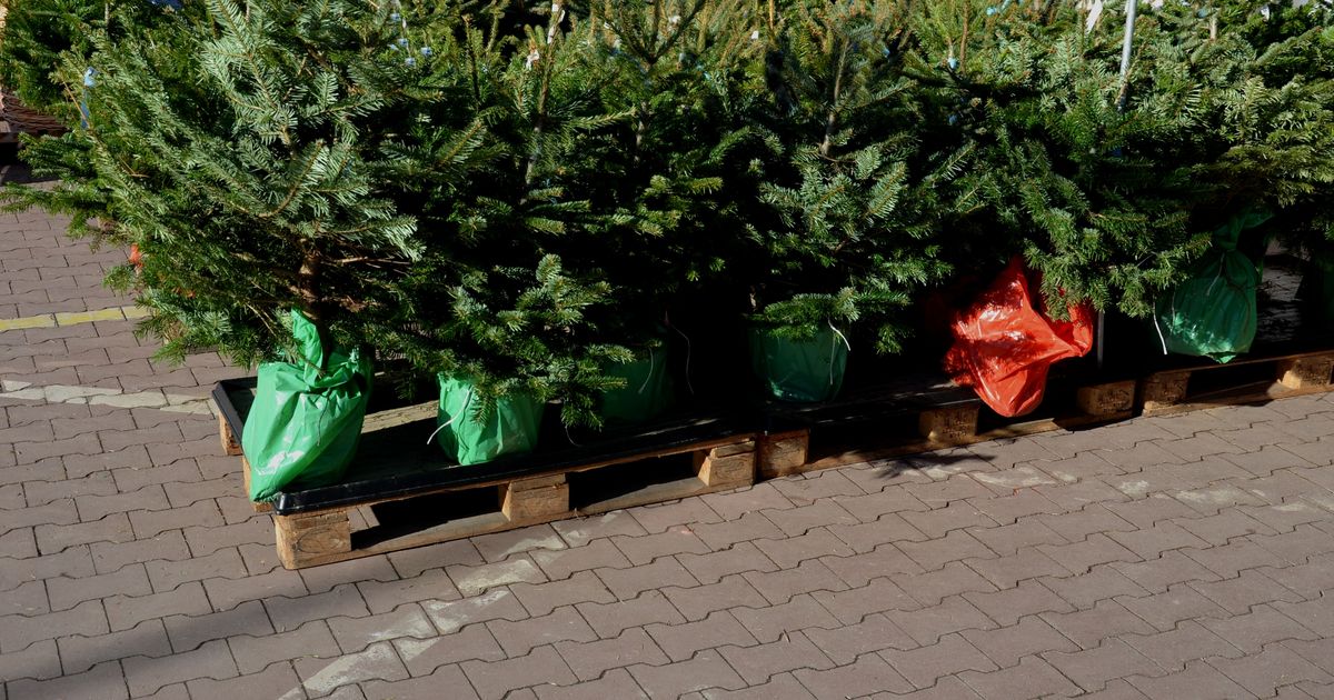 Cât costă un brad natural cu 13 zile înainte de Crăciun. Prețurile pot ...