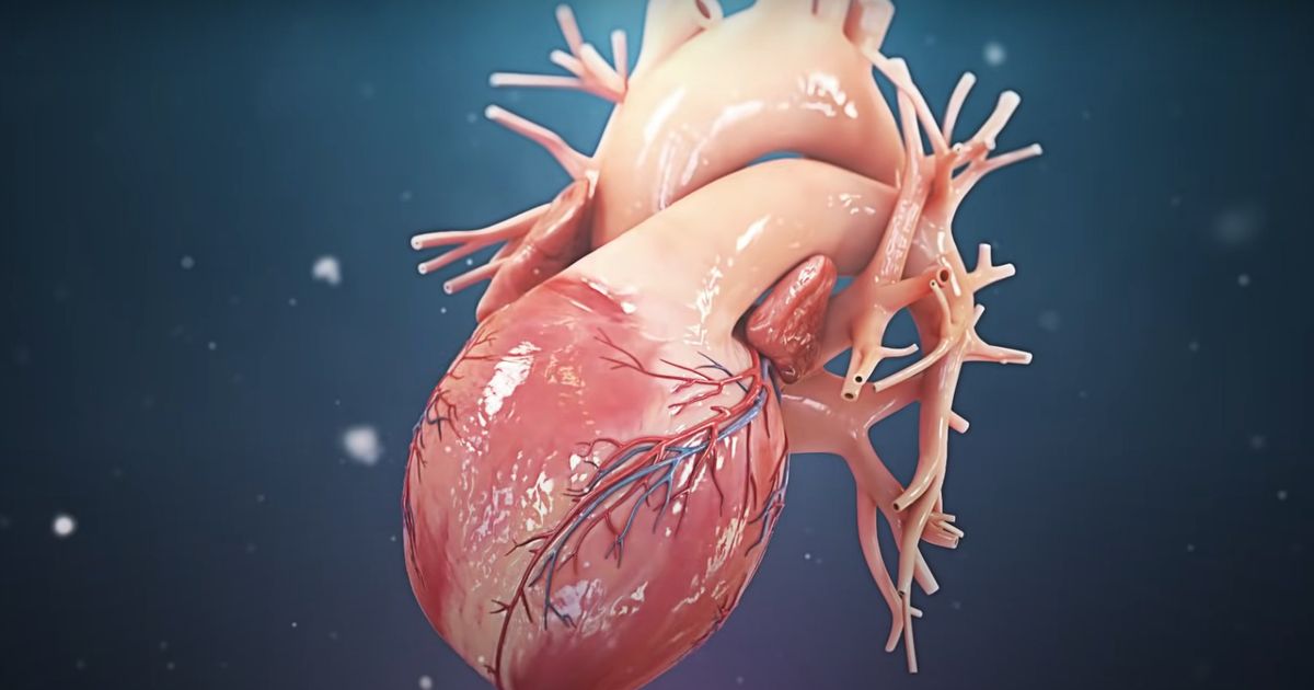 Animalul cu cea mai mare inimă. Cântărește 600 kg - WOWBiz