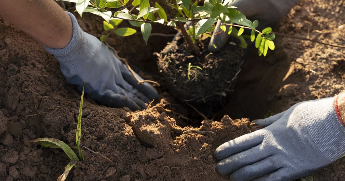 17.000 de puteți de stejar, frasin și tei, plantați în Pantelimon, în ...
