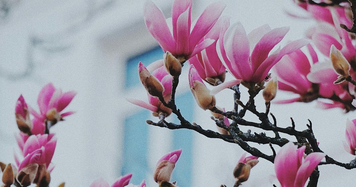 Magnoliile, florile vedetă ale sezonului de primăvară, au o ...