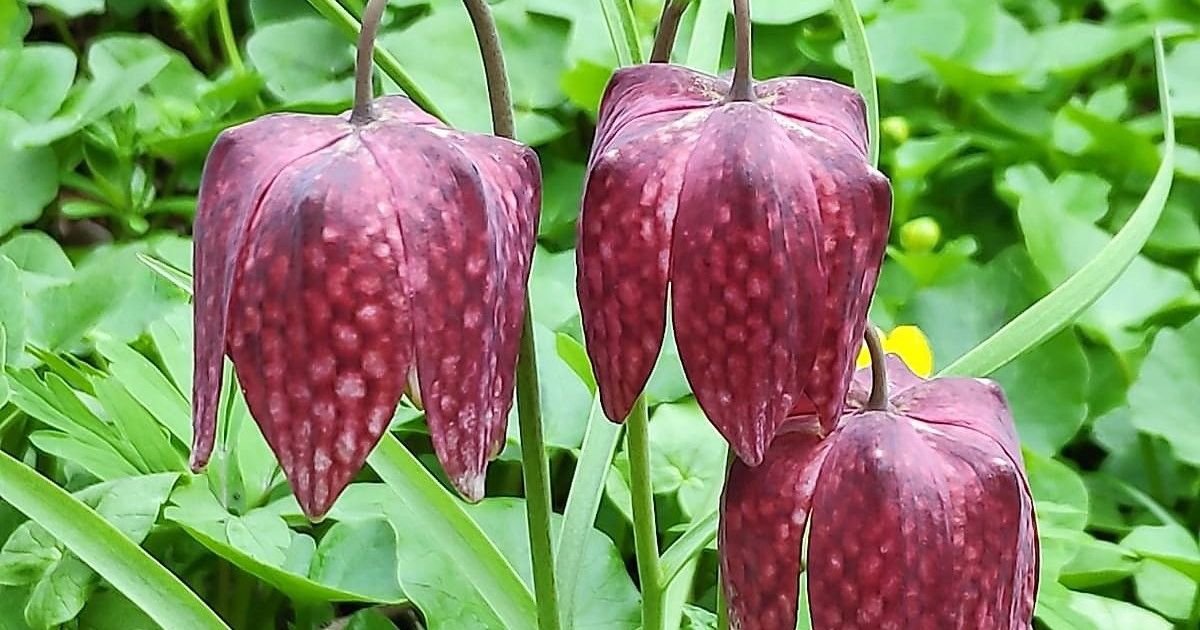 A înflorit laleaua pestriță, o specie rară și protejată din România ...