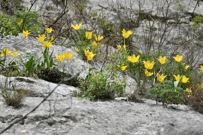 Unde poți admira laleaua galbenă, o specie unică în lume, care crește ...