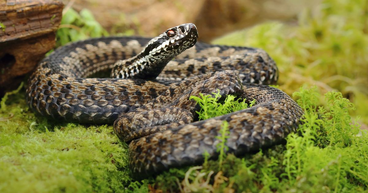 Care sunt zonele din România unde se găsesc cele mai multe vipere. Vezi ...