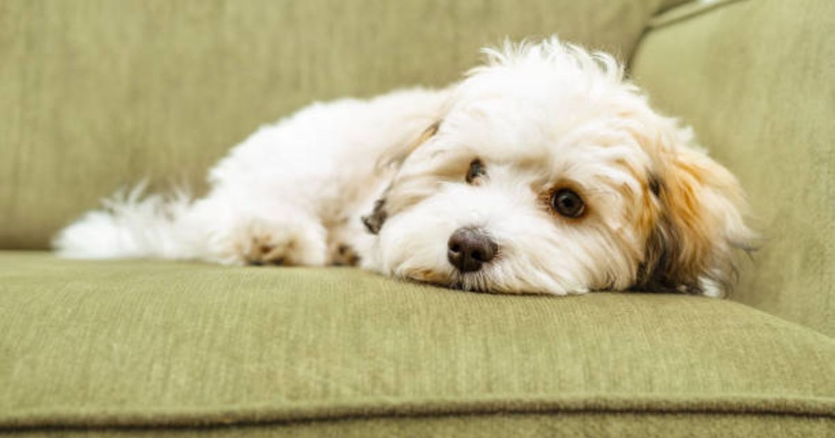De ce tremură câinii mici? 5 cauze posibile - WOWbiz.ro