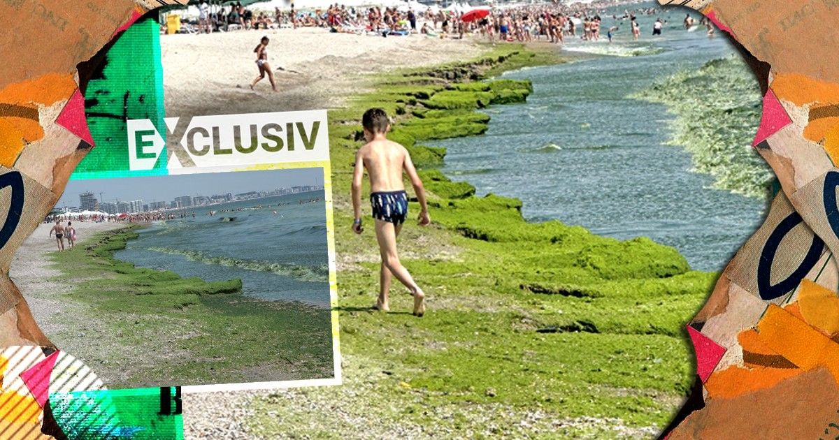 Marea Neagră a devenit verde! Invazie de alge și miros greu de suportat ...