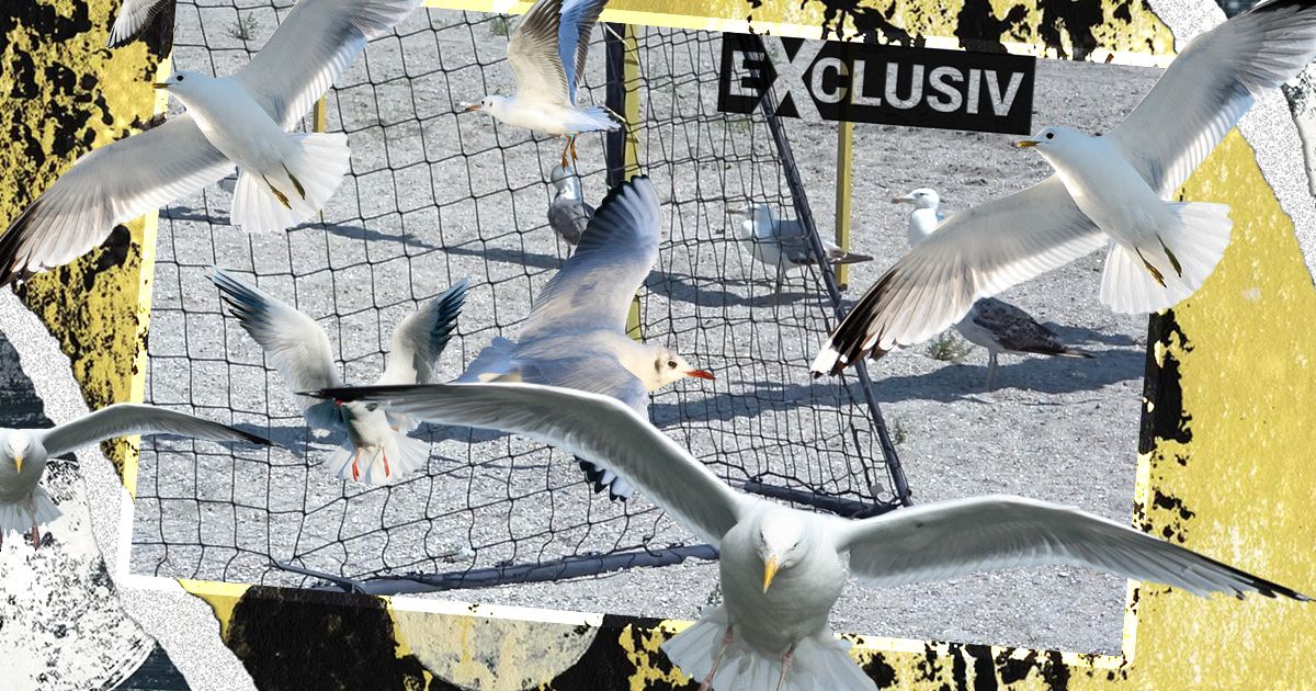 Invazie de pescăruși pe „plaja milionarilor” din Mamaia! Locul preferat ...