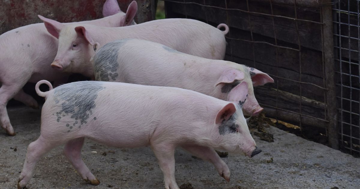 Când se taie porcul pentru Crăciun, potrivit tradiției populare ...