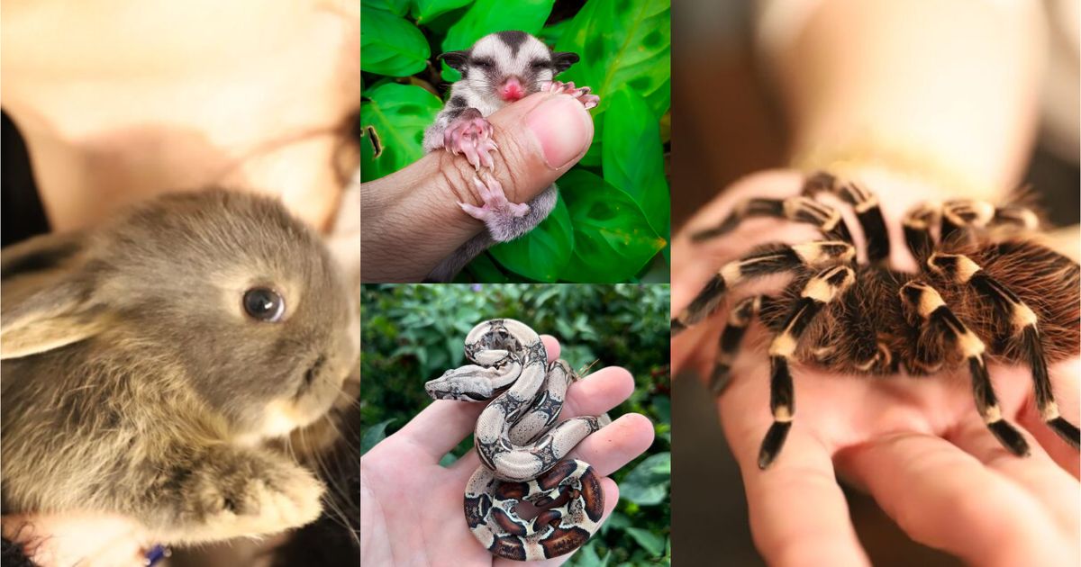 Prima cafenea cu animale exotice din România! Cum poți transforma o ...
