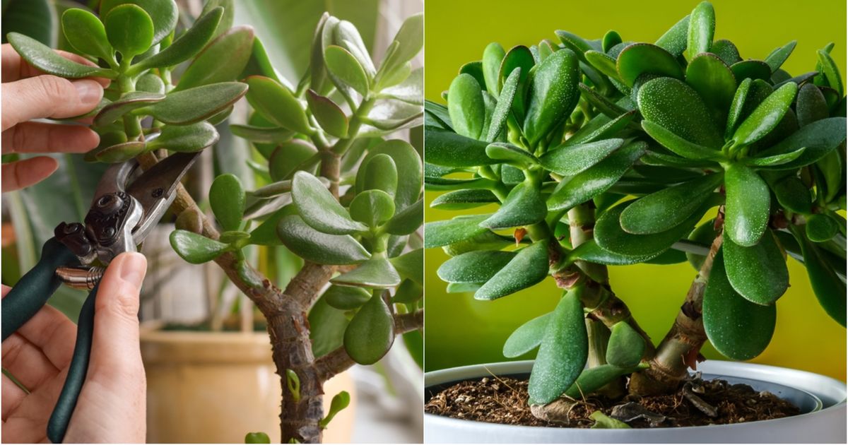 Planta care îți aduce multi bani. Unde trebuie să o pui în casa ...