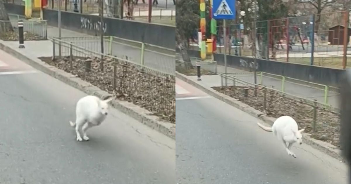 Întâmplare neașteptată în București! Un cangur alb a fost filmat în ...