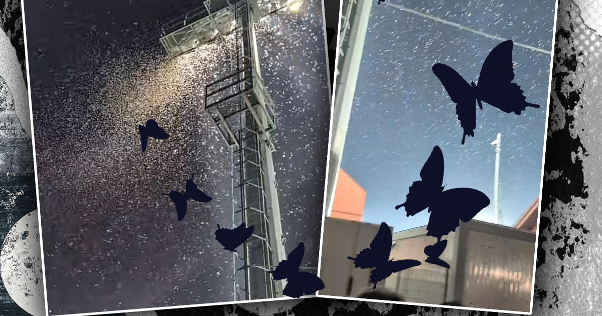 Ce este, de fapt, invazia de fluturi din România? Această specie este dăunătoare - WOWbiz.ro