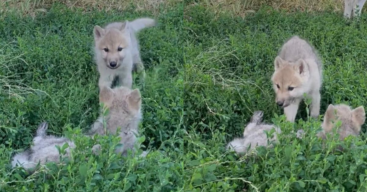 Premieră la Grădina Zoologică din Oradea! S-au născut doi pui de lup ...