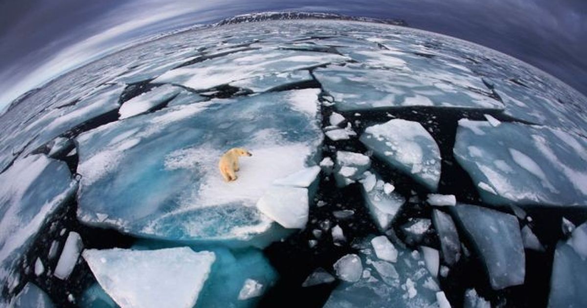 Fotografia de 1 milion de LIKE-uri! Drama unui urs polar din Oceanul ...