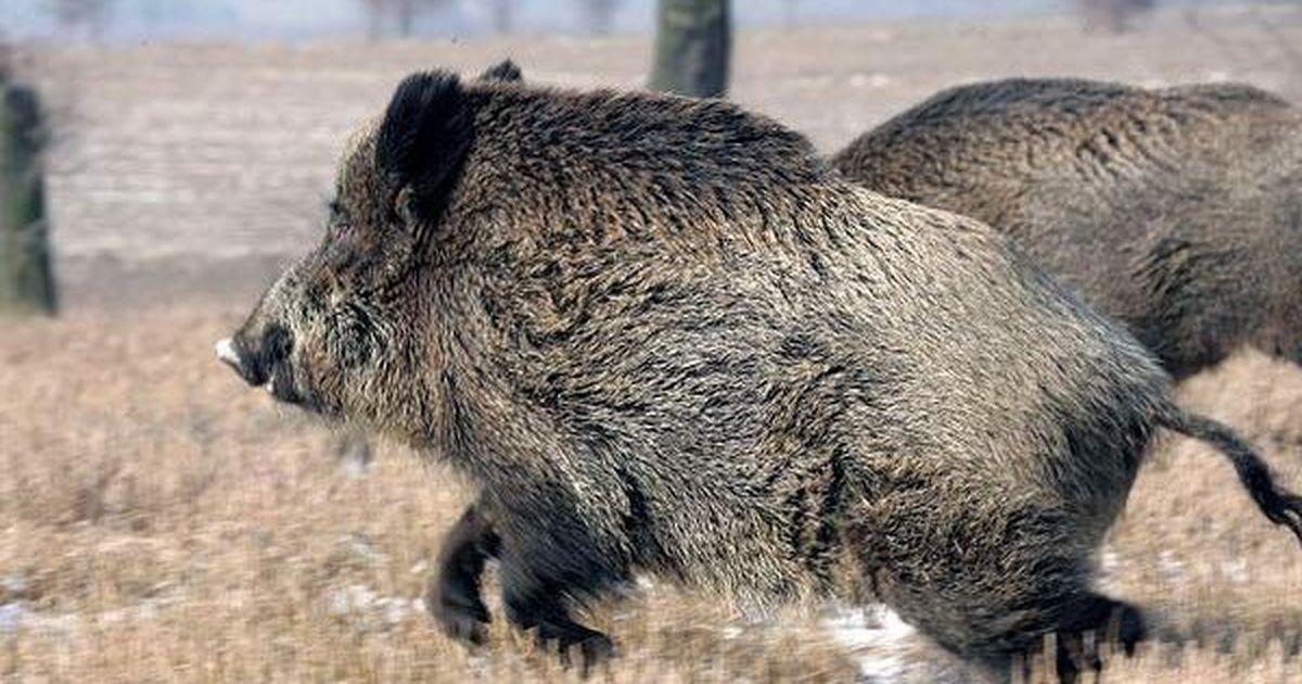 Incredibil! Au aparut porci mistreti intr-un cartier din Bucuresti ...