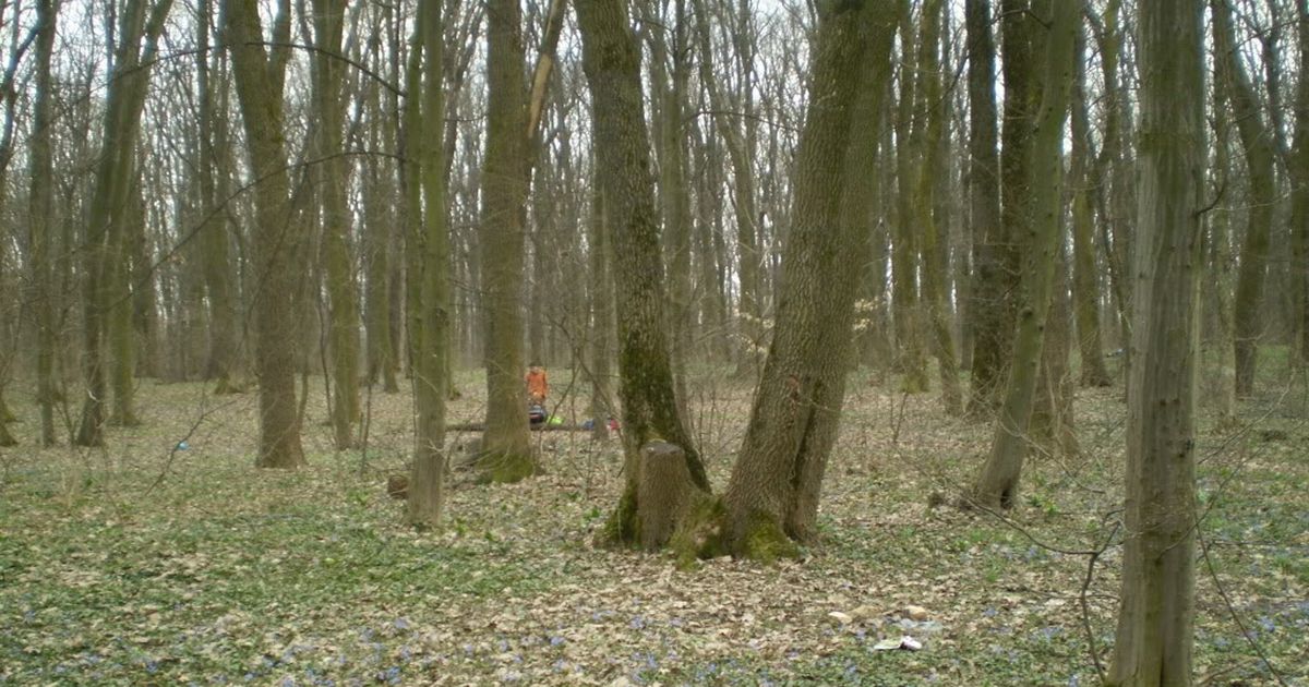 Padurea Baneasa va fi transformata in Bio Parc Zoo, costurile fiind ...