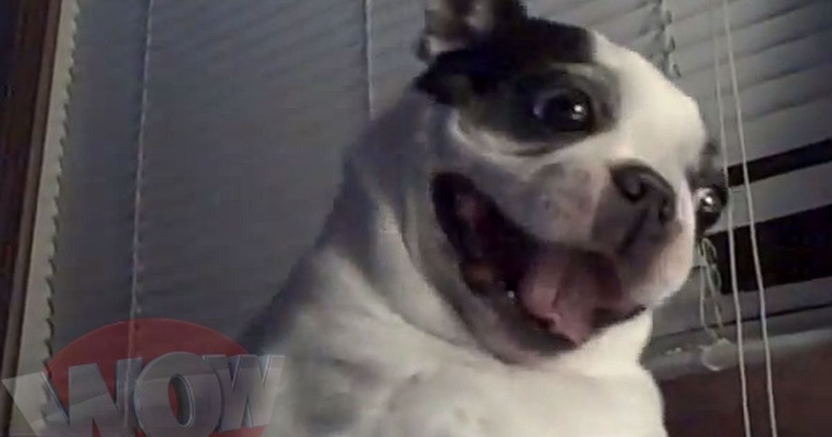 VIDEO | O sa te spargi de ras cand o sa vezi ce fata face un bullgod ...