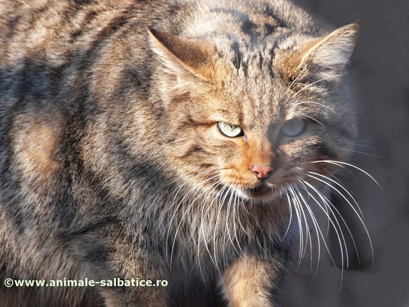 Imagini foarte rare! Uite cum inoata o pisica salbatica in Delta! - WOWBiz