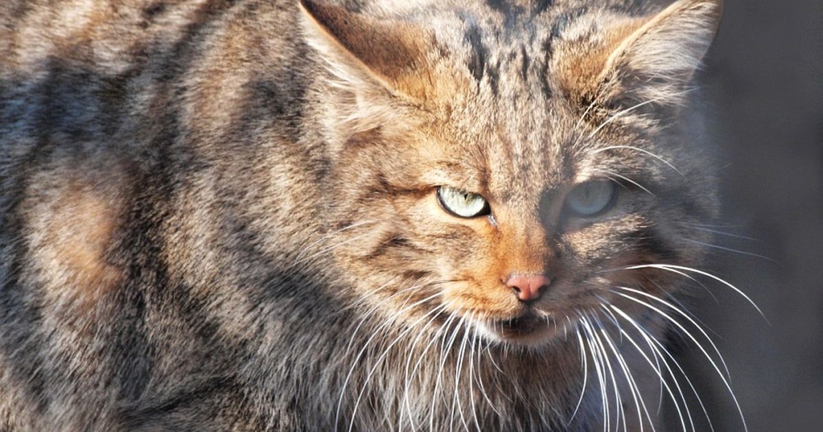 Imagini foarte rare! Uite cum inoata o pisica salbatica in Delta! - WOWBiz