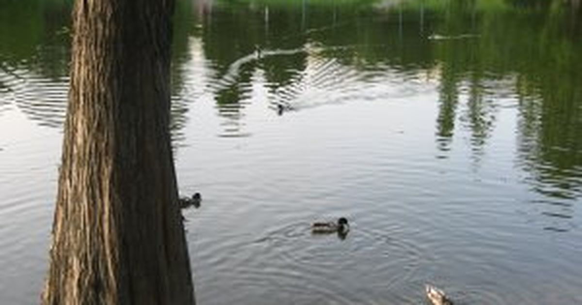 O noua atractie in parcul Circului din Bucuresti: lacul s-a umplut de ...