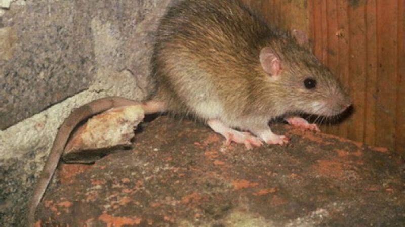 INIMAGINABIL! Carne de sobolan, vanduta ca fiind de vita sau de oaie ...