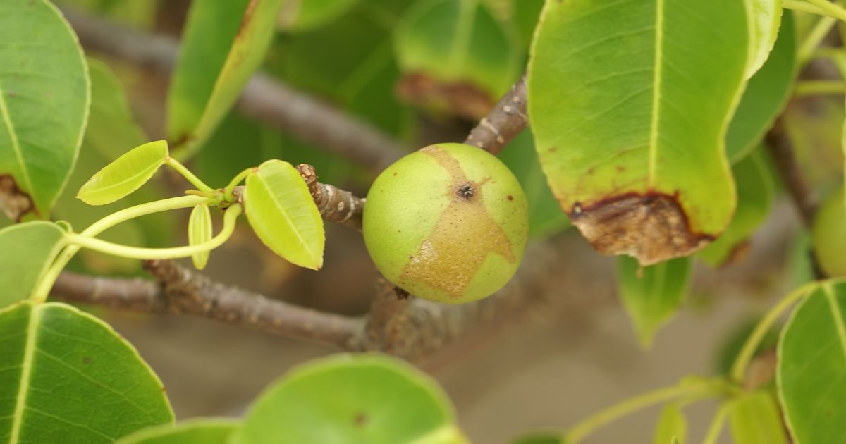 Cele mai otravitoare 10 plante din lume! Merisorul verde cauzeaza ...