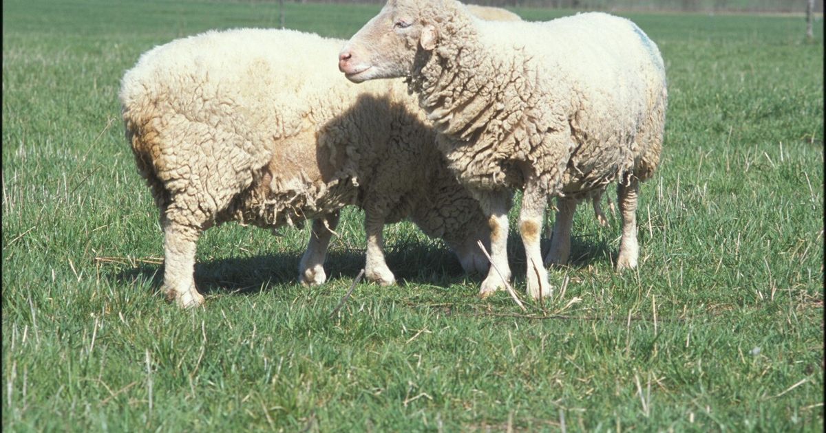 Vezi cum arata planta care ucide si mananca oi! Fermierii sunt ...