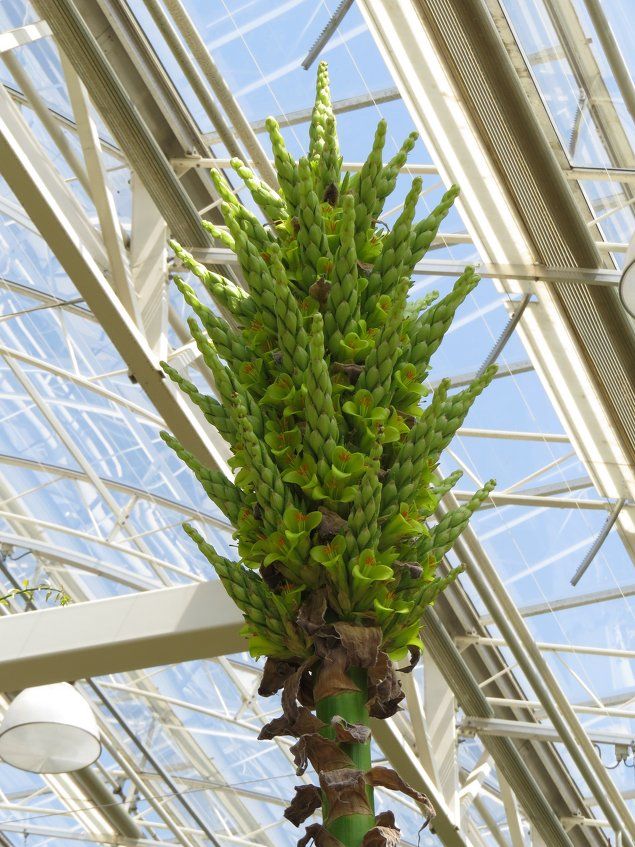 Vezi cum arata planta care ucide si mananca oi! Fermierii sunt ...