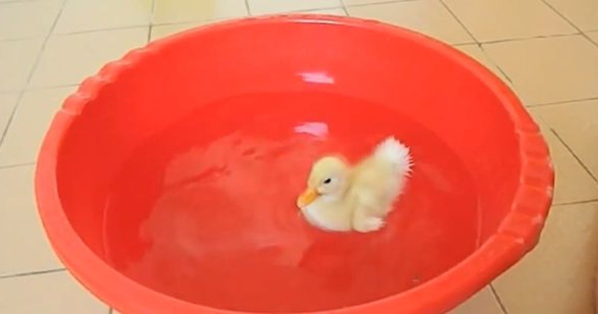 Asta e cel mai TARE video! Uite cum un boboc de rata isi fugareste ...