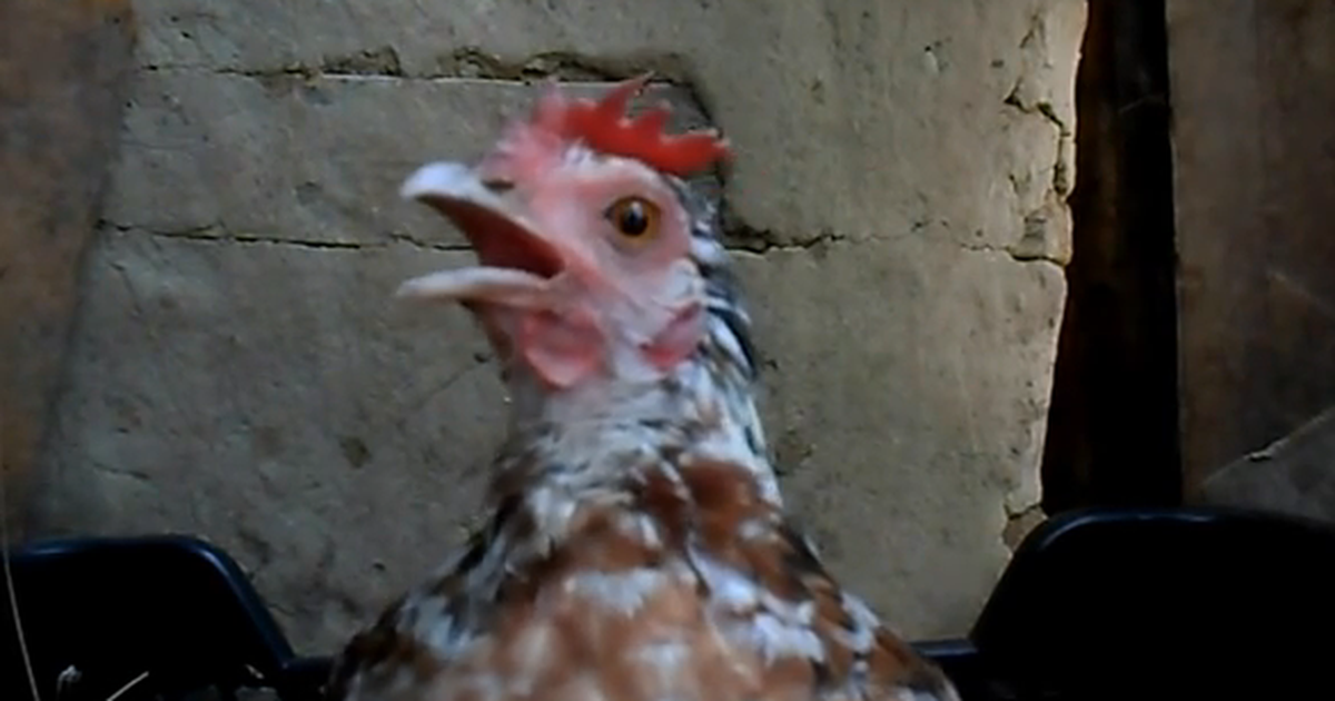 Felicia Filip o sa ii dea cu siguranta LIKE! Vezi aici cum canta "gaina ...