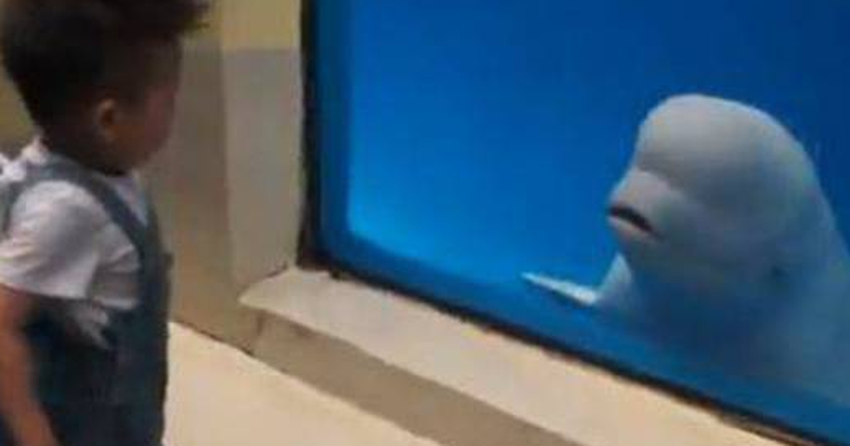 Reactia extrem de rautacioasa a unei balene albe! Copilasul asta s-a ...