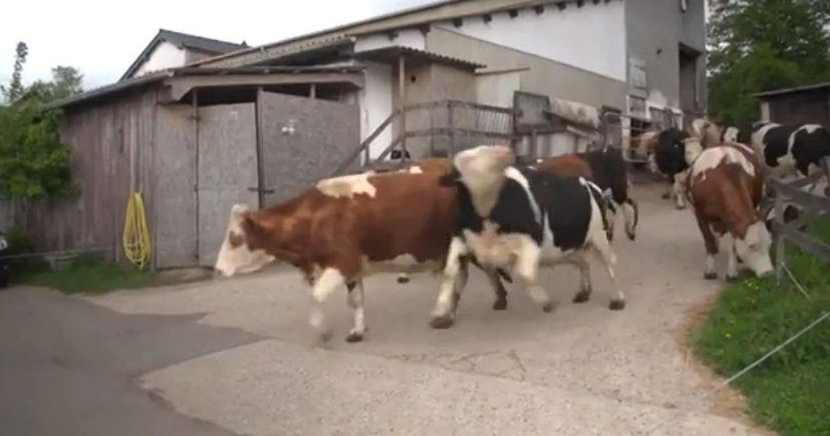 VIDEO Au crescut toata viata in grajd, dar au 'evadat'! Uite cum ...